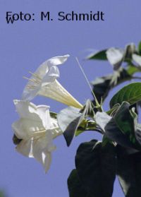 Copalchi | fitoterapia.net