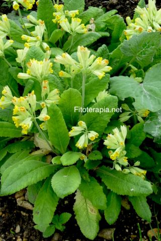 Prímula - Primavera | fitoterapia.net